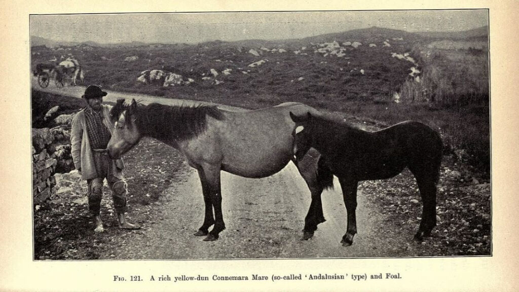 Poney Connemara - L'icône irlandaise aux mille talents