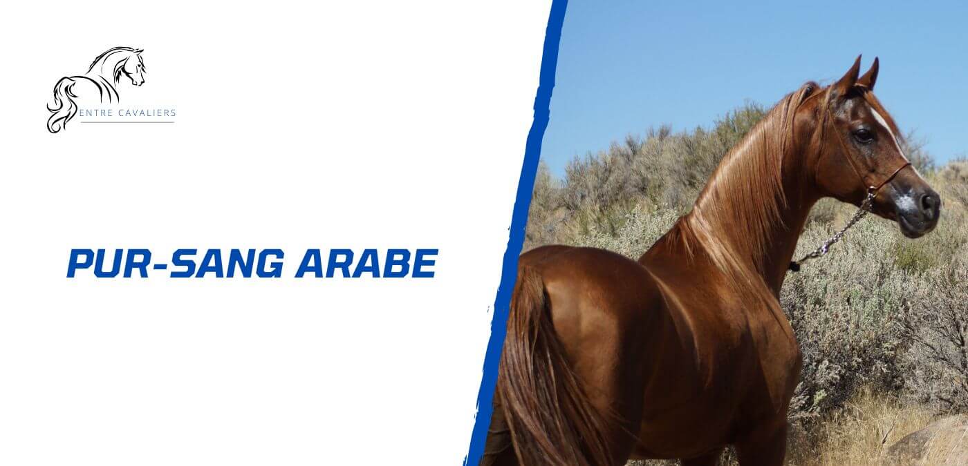 Cheval pur-sang arabe - Joyau du monde équestre