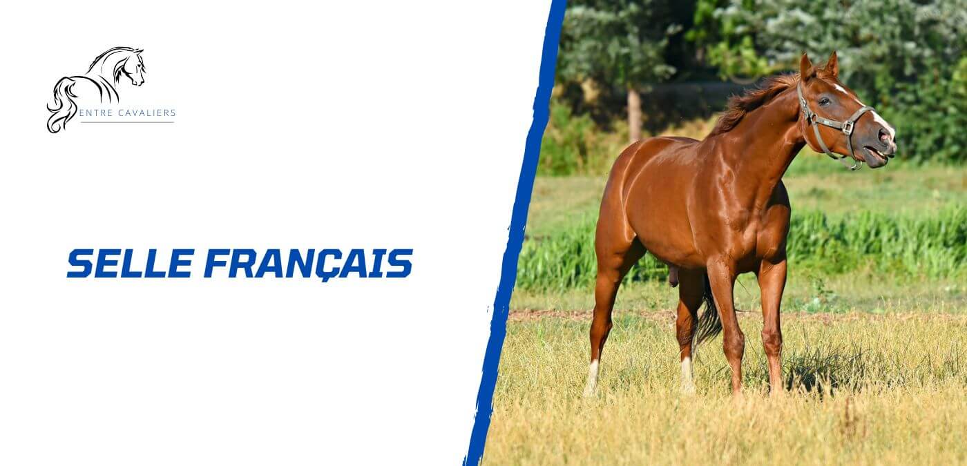 Cheval Selle Français - Le champion des sports équestres