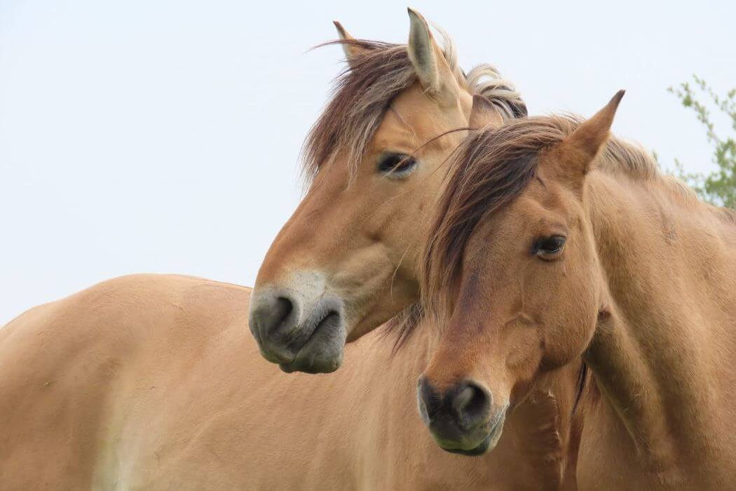 Cheval de Henson - Le symbole vivant de la baie de Somme