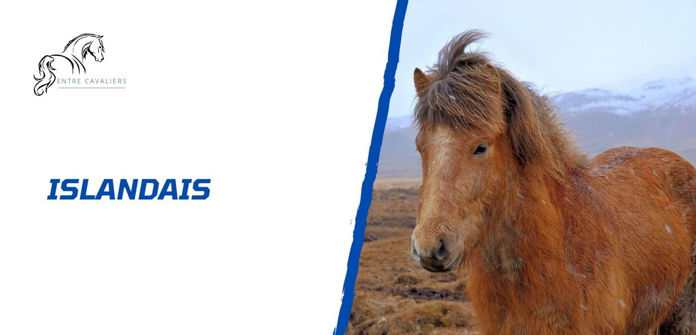 Le cheval islandais - Un trésor vivant de l’Islande