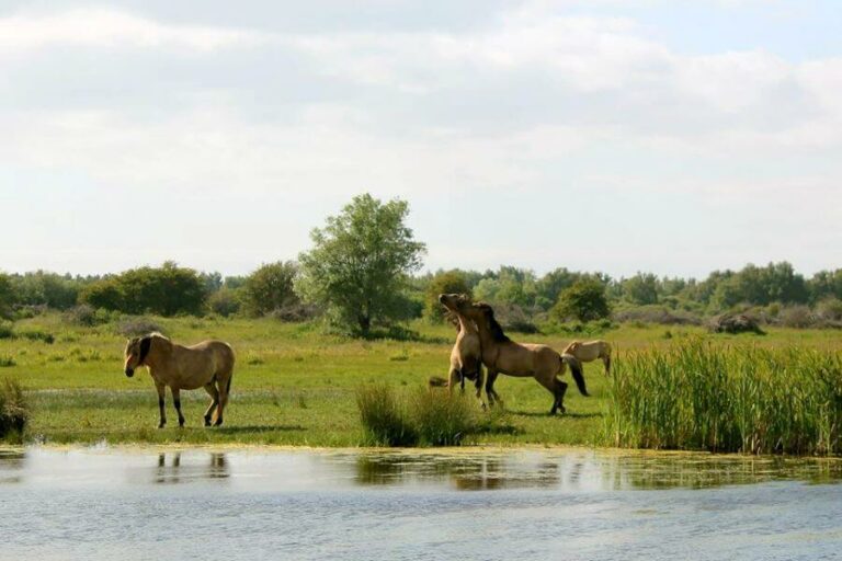 Cheval de Henson - Le symbole vivant de la baie de Somme