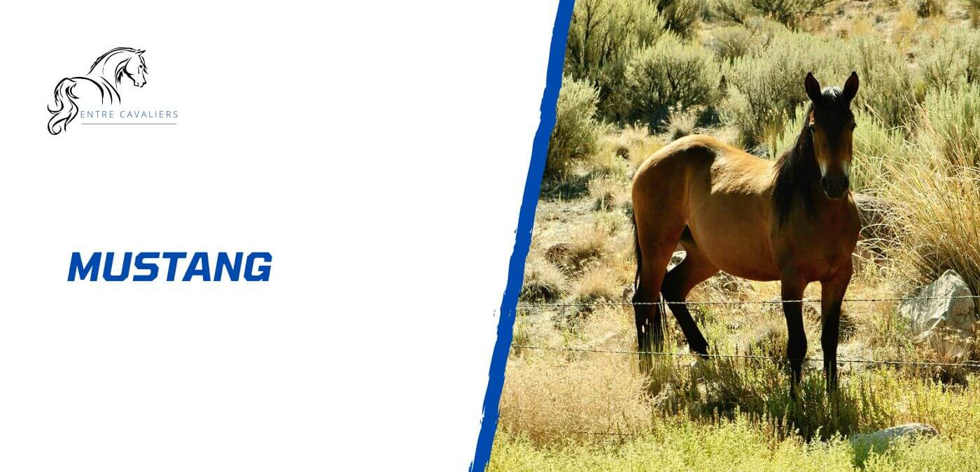 Mustang - Cheval sauvage au cœur de l’Ouest Américain