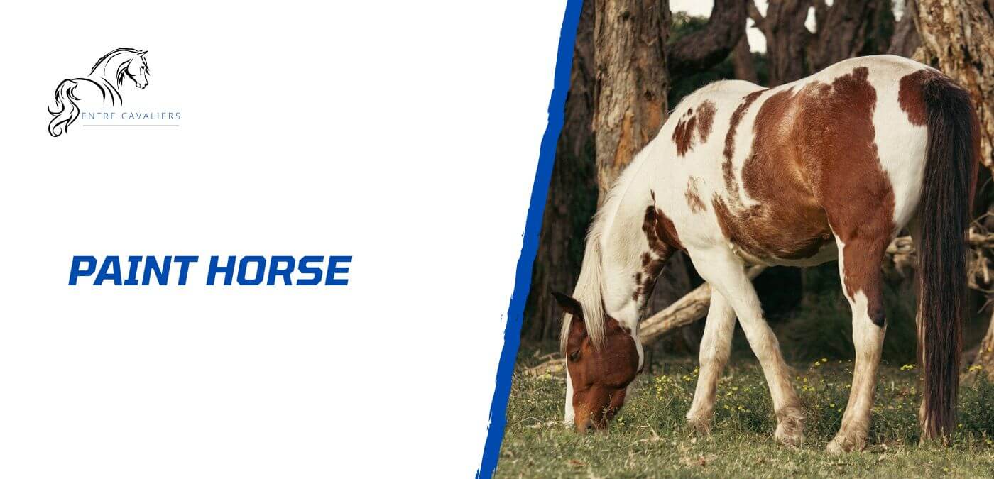 Paint Horse - Un cheval emblématique du monde western