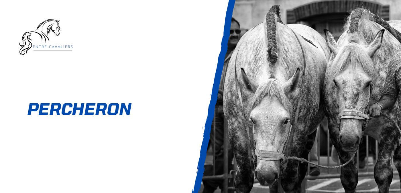 Cheval Percheron - Une histoire de puissance et de noblesse