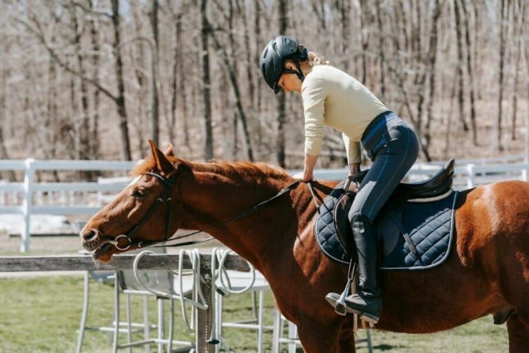 Comment éduquer son cheval au montoir? Conseils pratiques