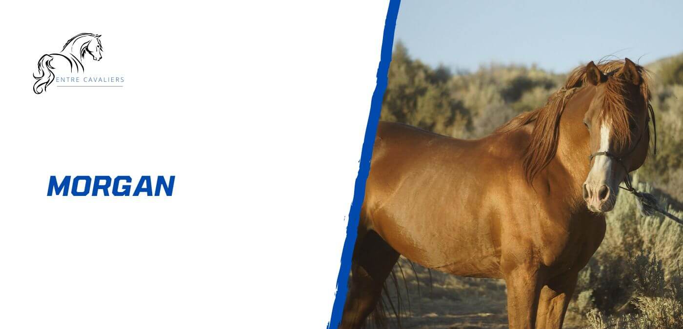 Cheval Morgan - Une légende américaine - Entre Cavaliers